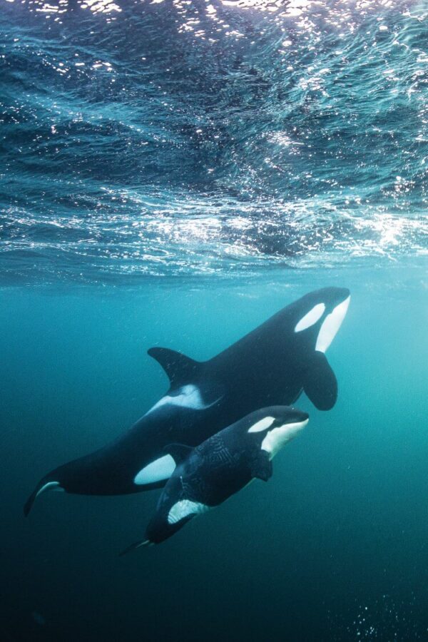 Life Changing: Todd Thimios' stunning Norway orca photography - DIVE ...