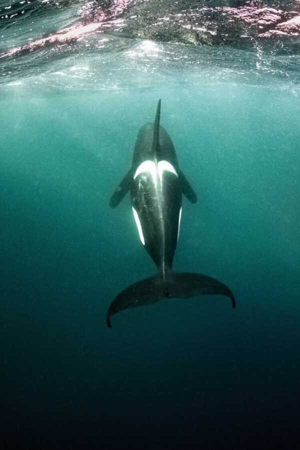 Life Changing: Todd Thimios' stunning Norway orca photography - DIVE ...