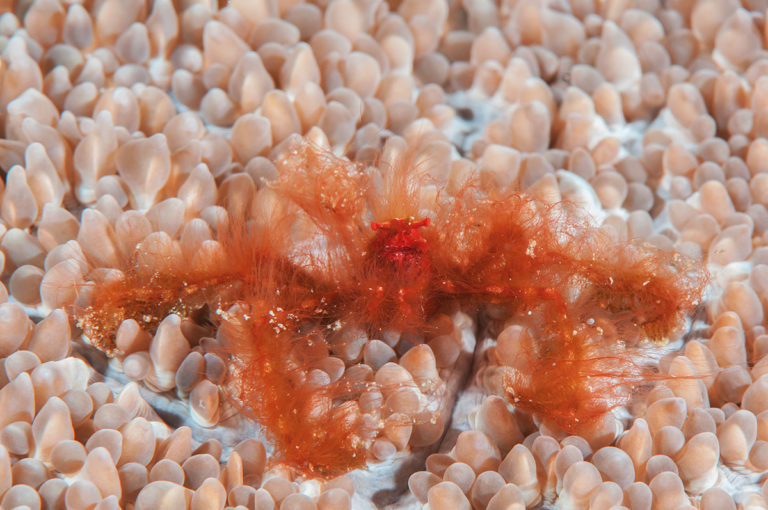 Weird & wonderful crabs - DIVE Magazine
