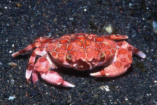 Weird & wonderful crabs - DIVE Magazine