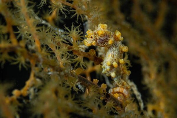 Insiders' insights into Wakatobi's Pelagian liveaboard - DIVE Magazine