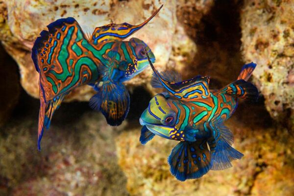 Insiders' insights into Wakatobi's Pelagian liveaboard - DIVE Magazine