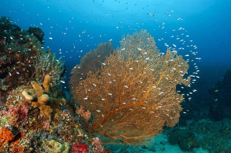 Insiders' insights into Wakatobi's Pelagian liveaboard - DIVE Magazine