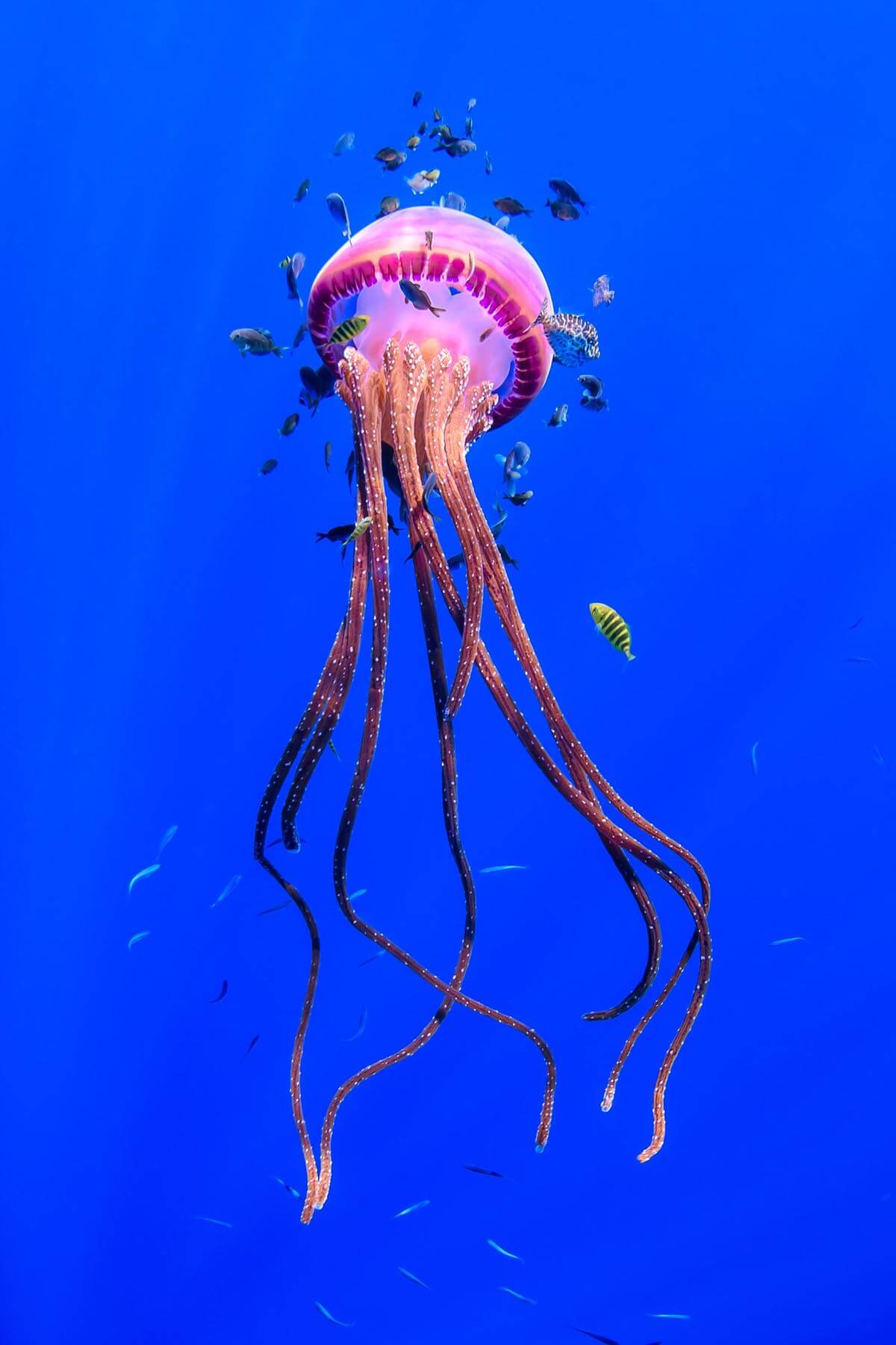 Ocean Conservancy photo contest winners - DIVE Magazine