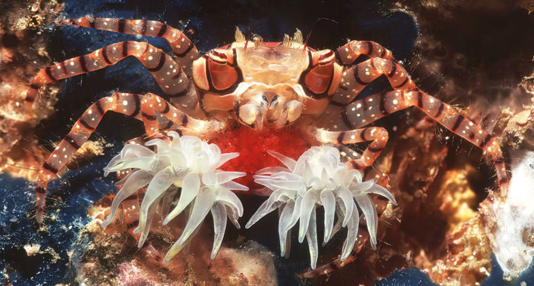 Weird & wonderful crabs - DIVE Magazine