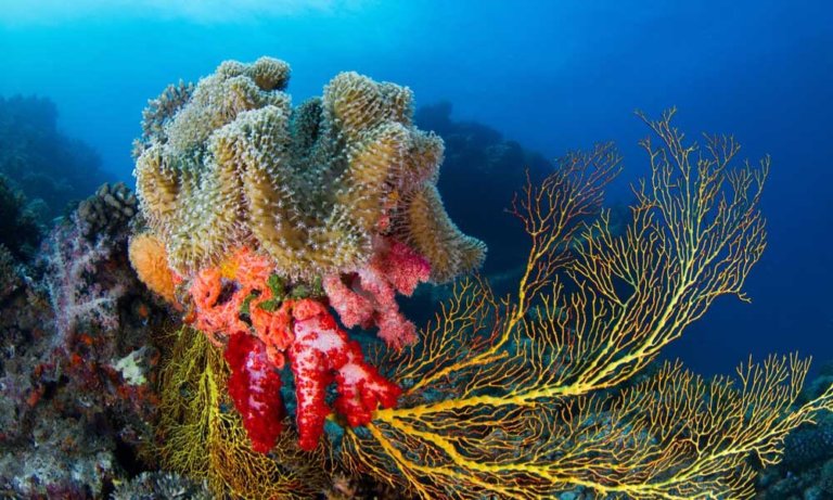 Fiji Marine Life - DIVE Magazine
