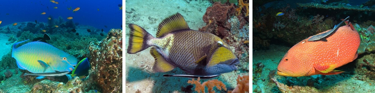 The horrible natural history of remora - DIVE Magazine