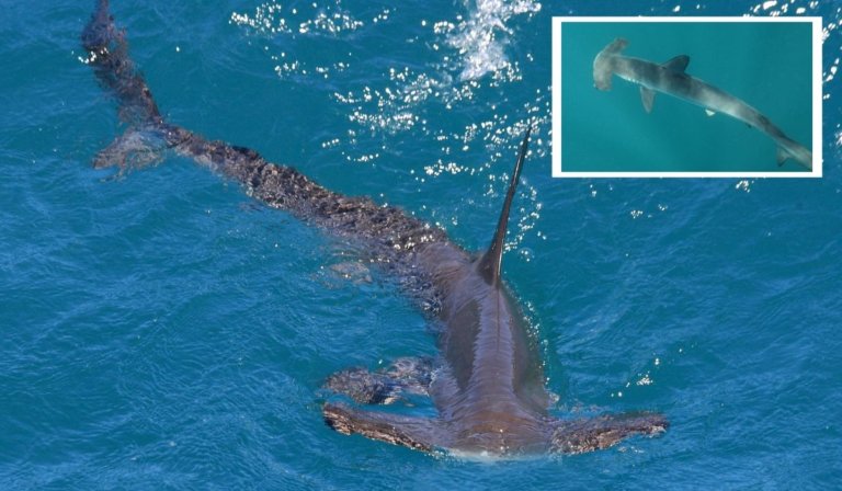 The nine species of hammerhead shark - DIVE Magazine