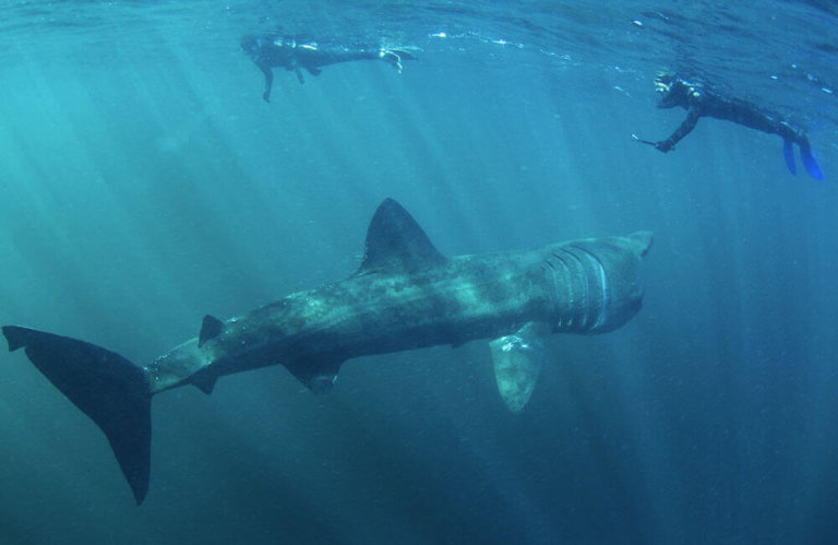Basking sharks protected in Ireland - DIVE Magazine