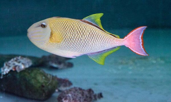 Scuba Diving Mexico | Revillagigedo Archipelago & Guadalupe Island ...