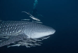 The horrible natural history of remora - DIVE Magazine