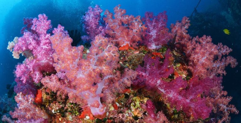 Fiji Marine Life - DIVE Magazine