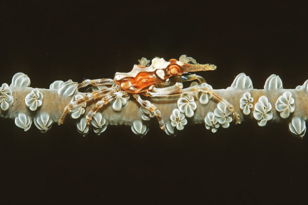 Weird & wonderful crabs - DIVE Magazine