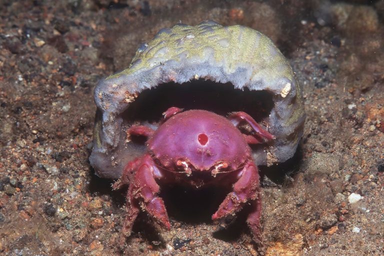 Weird & wonderful crabs - DIVE Magazine