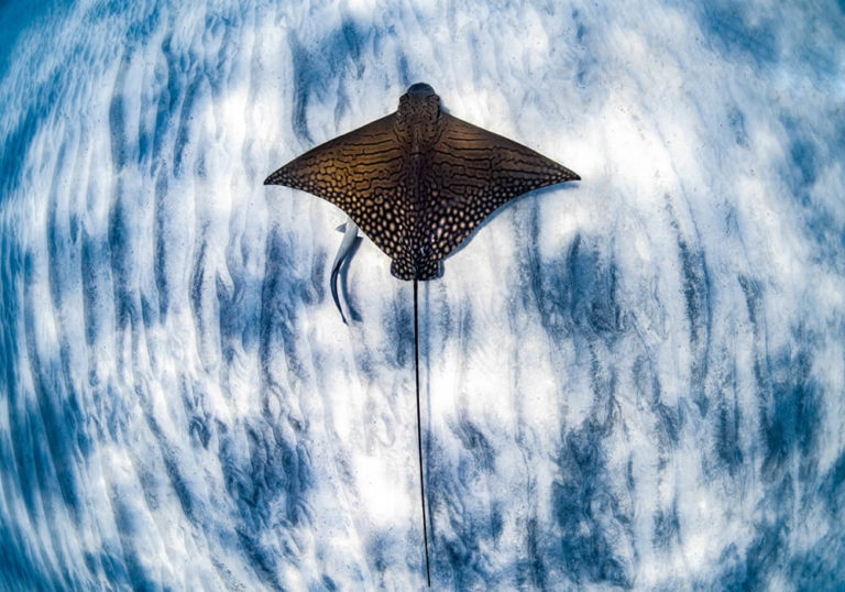 Featured Photographer: Naomi Rose - DIVE Magazine