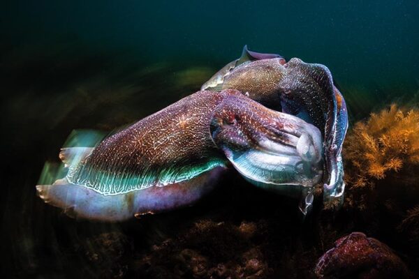 Battle of the Colours - the mating ritual of giant cuttlefish - DIVE ...