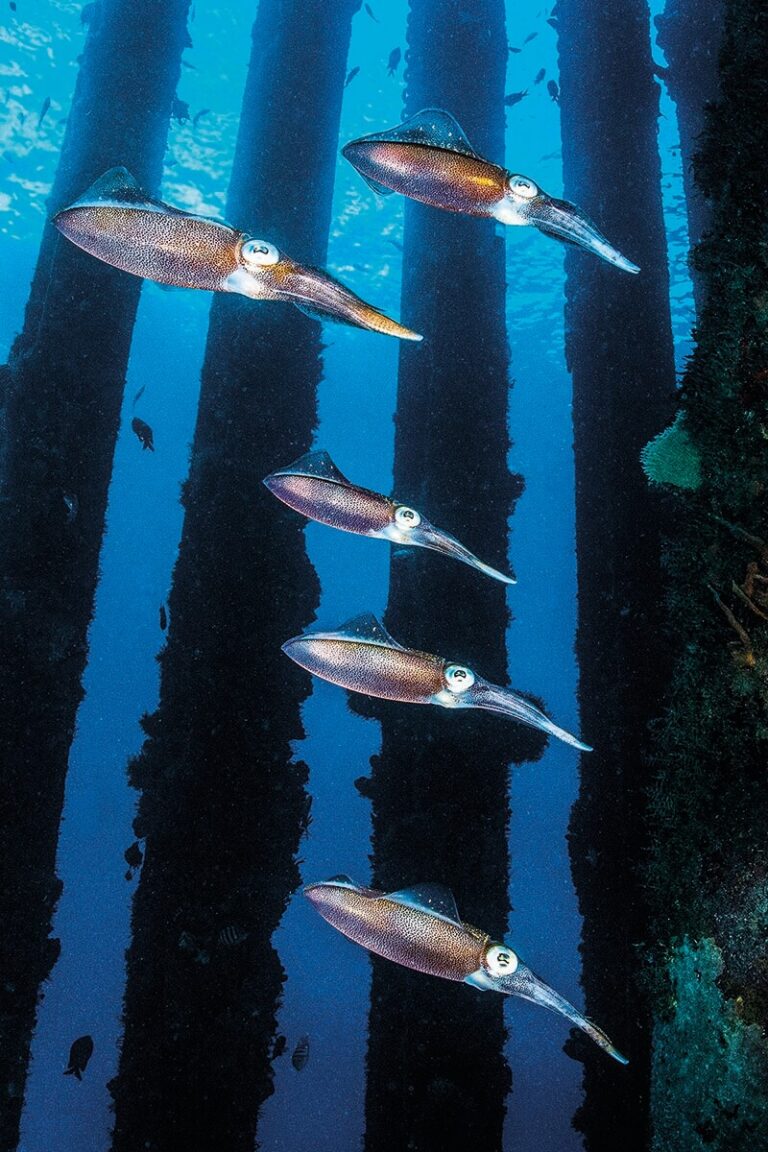 DIVE's Big Shot Cephalopods - THE WINNERS! - DIVE Magazine