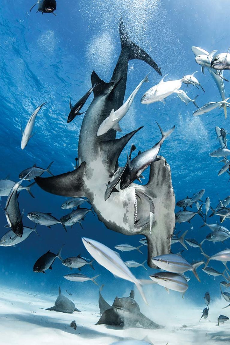 Bahamas sharks: protected for nearly 30 years - DIVE Magazine