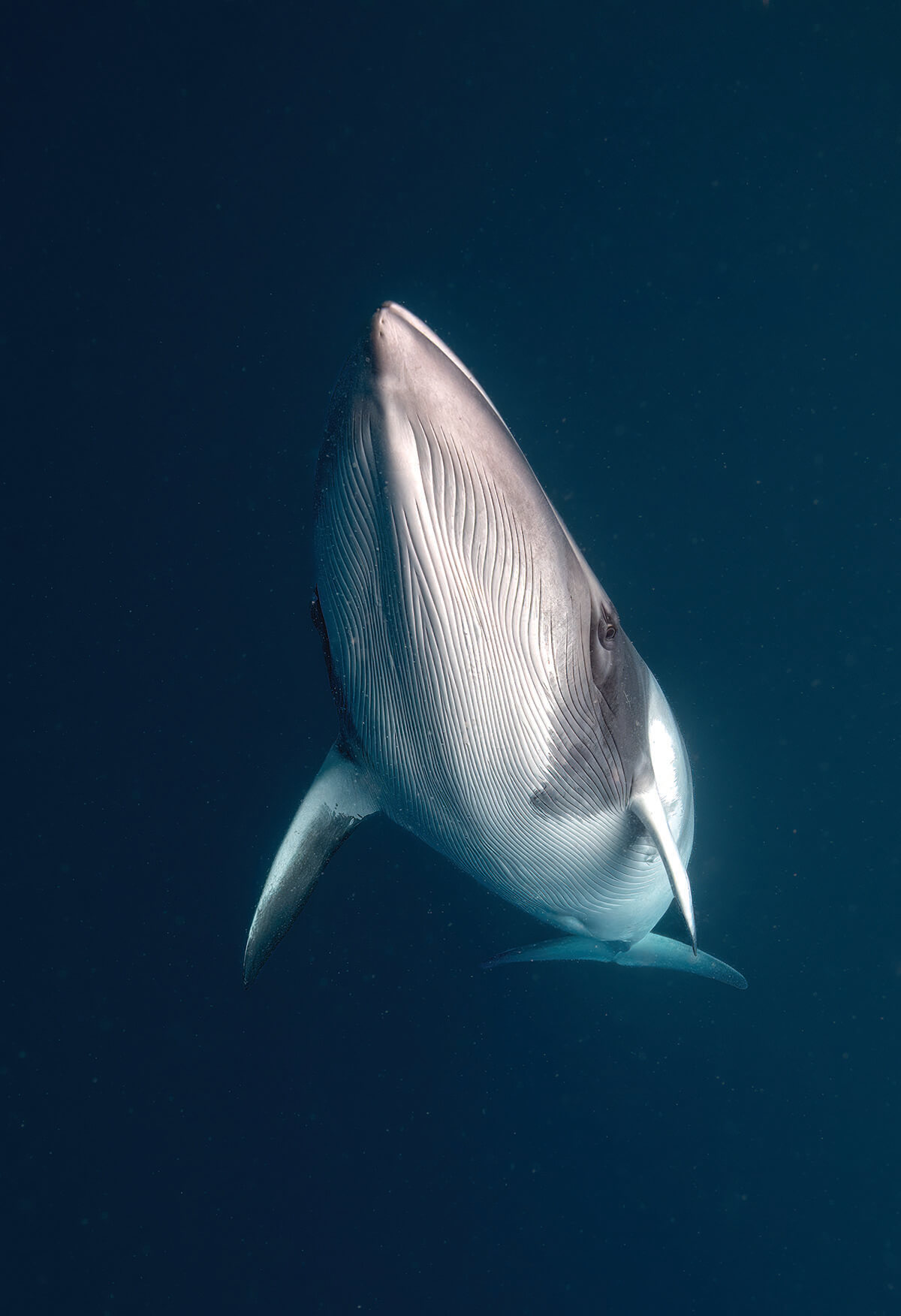 Big Shot Megafauna - THE WINNERS! - DIVE Magazine