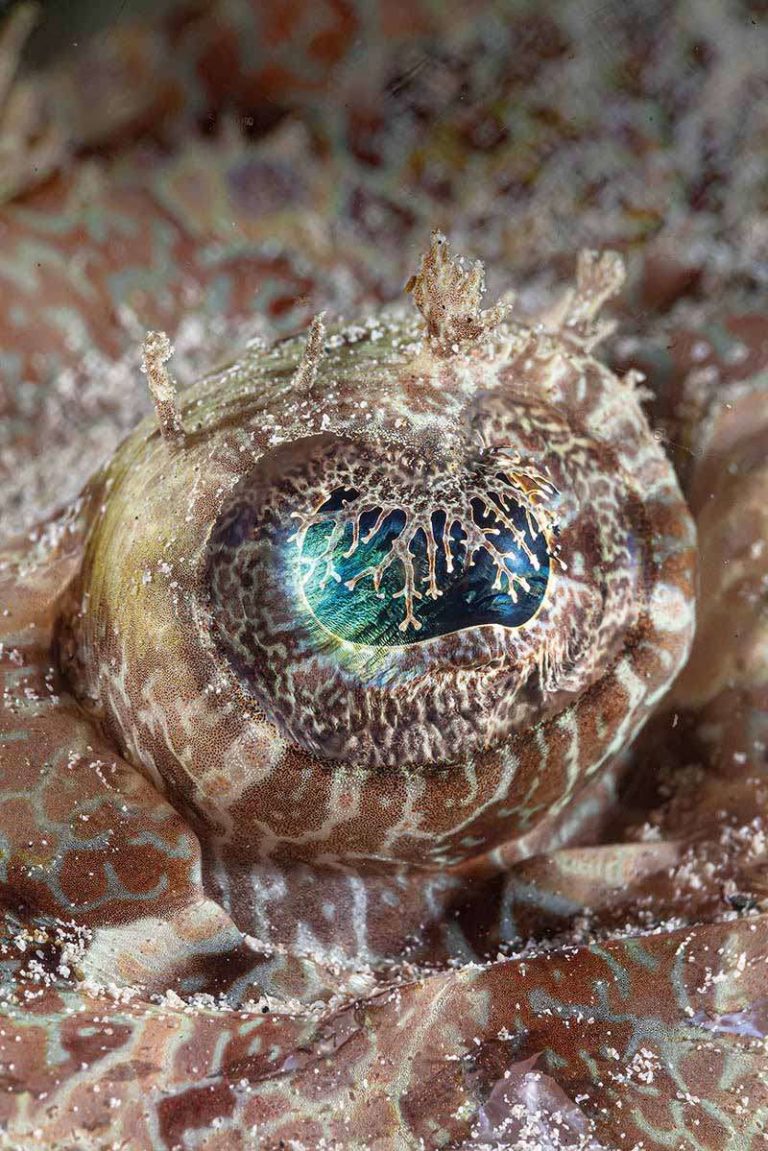 Eye to eye: seeing underwater - DIVE Magazine