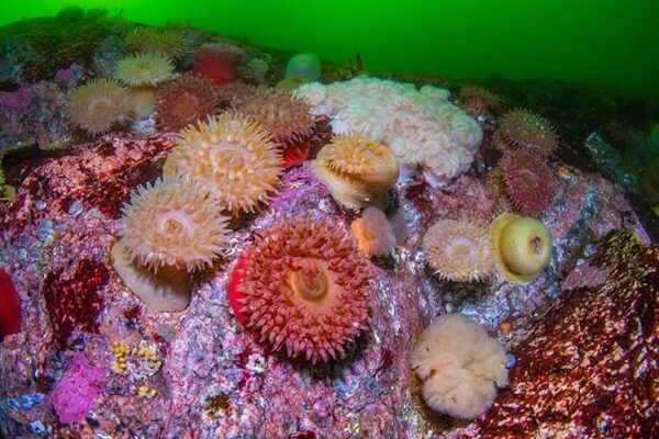 Diving into Canada's 'Skook' - the world's fastest tidal rapids - DIVE ...