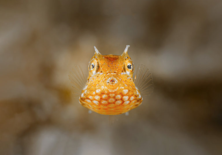 Featured Photographer: Steven Alexandre - DIVE Magazine