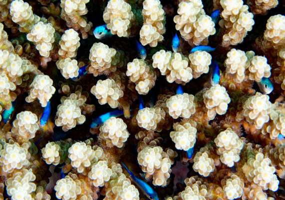 Featured Photographer: Leslie Sherlin - DIVE Magazine