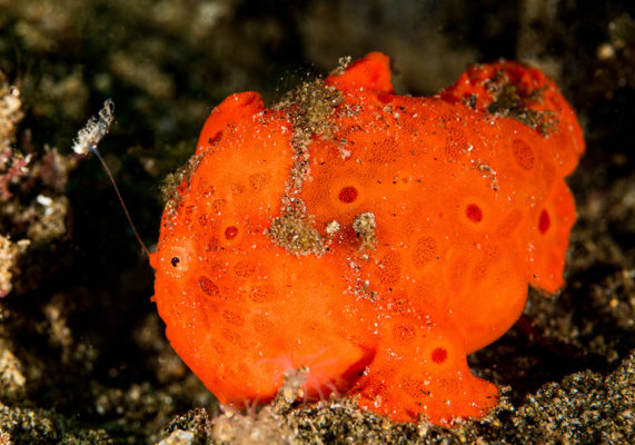 Featured Photographer: Leslie Sherlin - DIVE Magazine