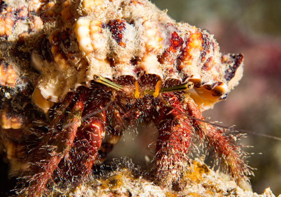Featured Photographer: Leslie Sherlin - DIVE Magazine