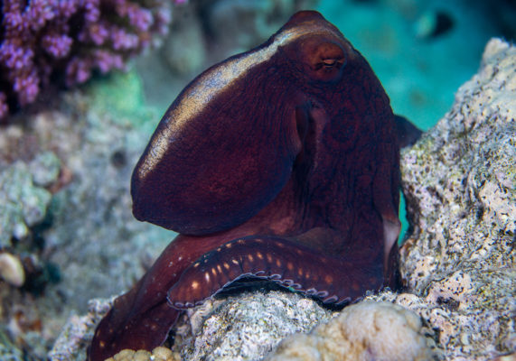 Featured Photographer: Leslie Sherlin - DIVE Magazine