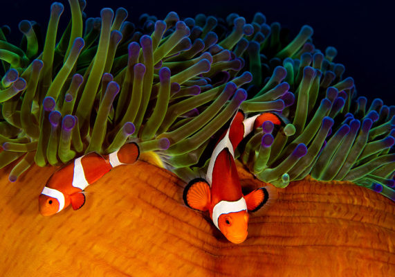 Featured Photographer: Leslie Sherlin - DIVE Magazine