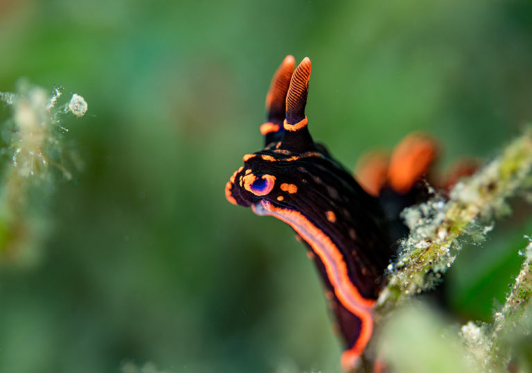 Featured Photographer: Leslie Sherlin - DIVE Magazine