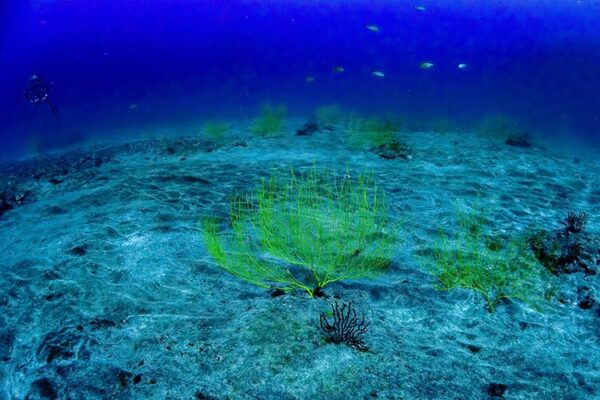 Volcanic diving in Tenerife’s dramatic seascape - DIVE Magazine