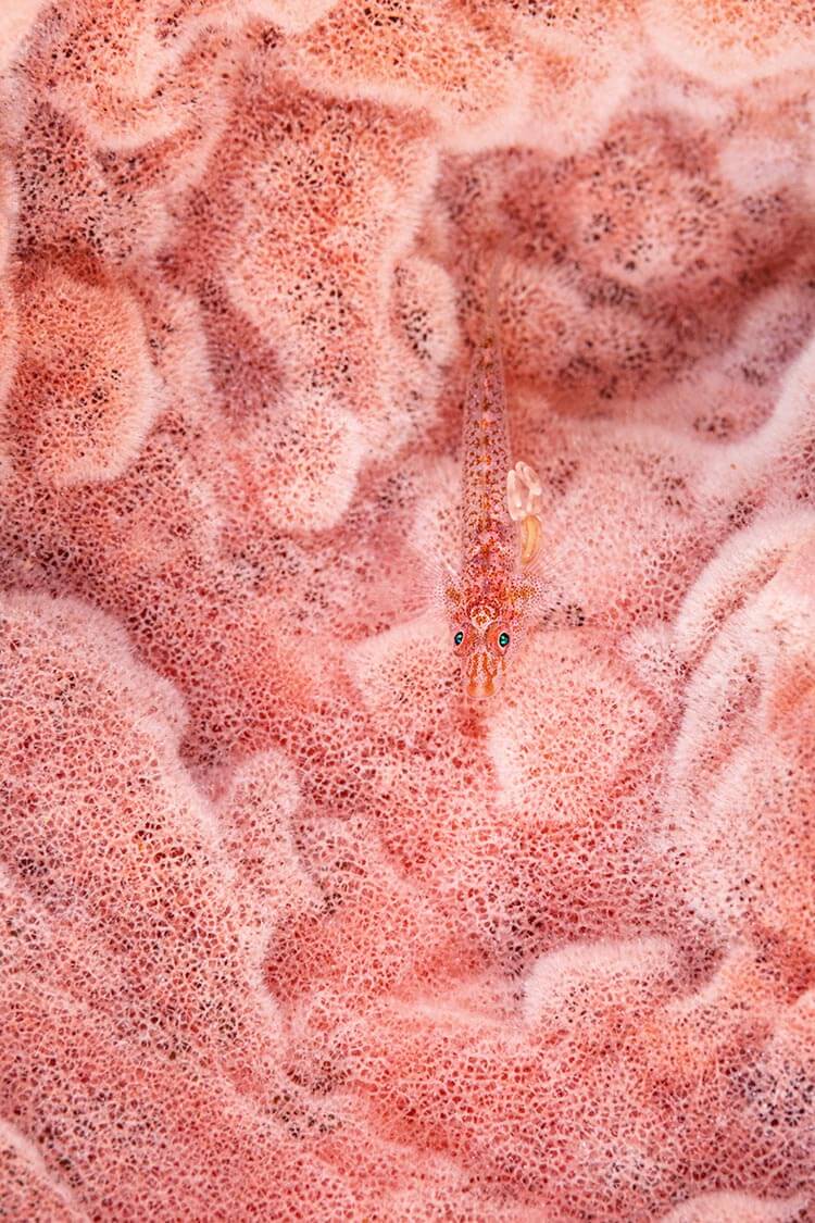 Close-Up Photographer of the Year competition showcases stunning ...