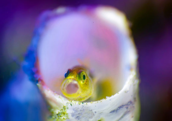 Featured Photographer: Yubzukamoto - DIVE Magazine