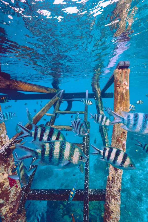 A pirate's life: the story of Raja Ampat's Calico Jack - DIVE Magazine