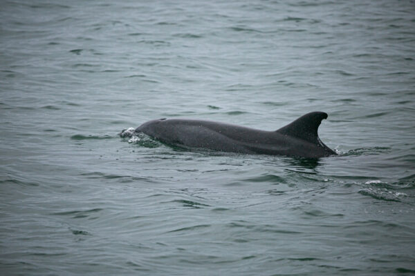 Ten of the most critically endangered marine species - DIVE Magazine