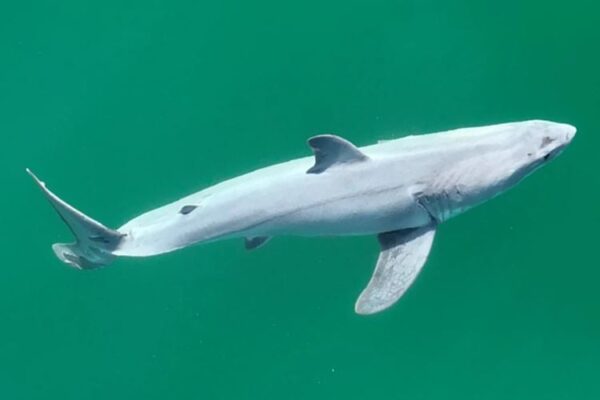 First ever recorded sighting of baby great white shark - DIVE Magazine