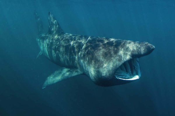 Shark Trust's new basking shark code of conduct - DIVE Magazine