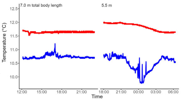 Basking sharks discovered to be warm-blooded - DIVE Magazine