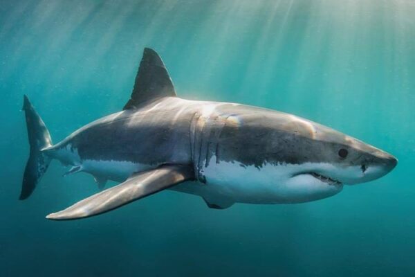 Basking sharks discovered to be warm-blooded - DIVE Magazine