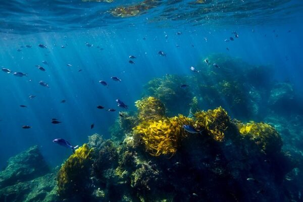 Best places to dive and snorkel in New Zealand - DIVE Magazine