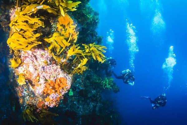 Best places to dive and snorkel in New Zealand - DIVE Magazine