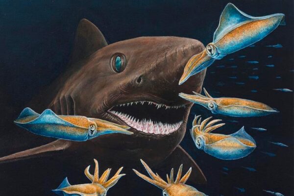 New 'Oceanic 31' Shark Trust art exhibition - DIVE Magazine