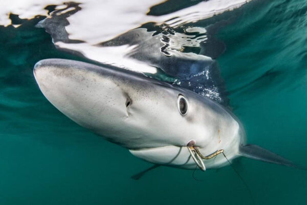 Ocean Conservancy calls for ghost gear regulation - DIVE Magazine