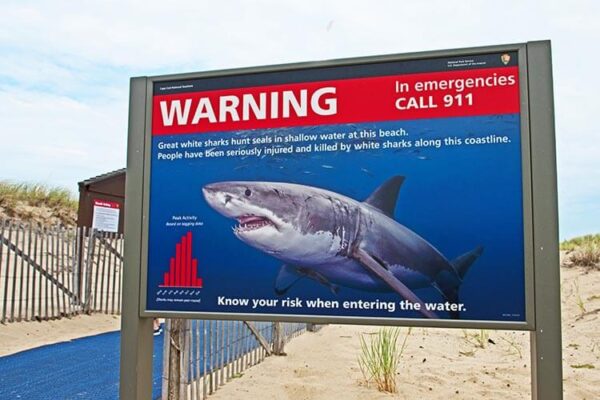 Cape Cod's thriving great white sharks - DIVE Magazine