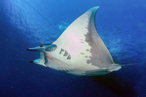 Endangered sicklefin devil ray found off the US Atlantic coast - DIVE ...
