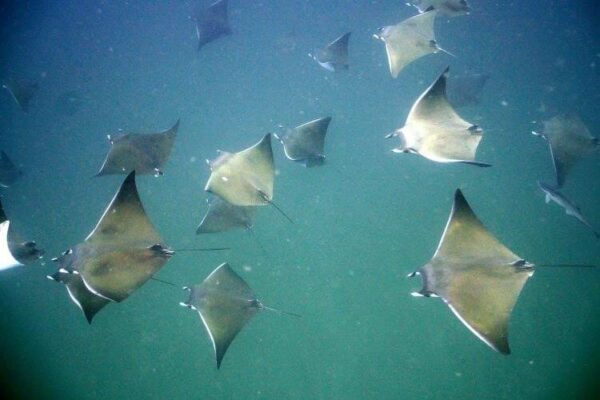 Devil Ray Conservation Dive launched at Aliwal Shoal - DIVE Magazine