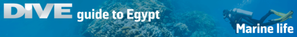 Egypt's marine life - DIVE Magazine