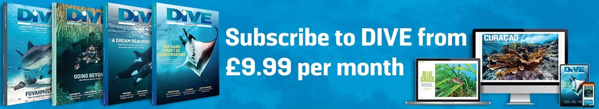 Greenland sharks: zombies of the deep - DIVE Magazine